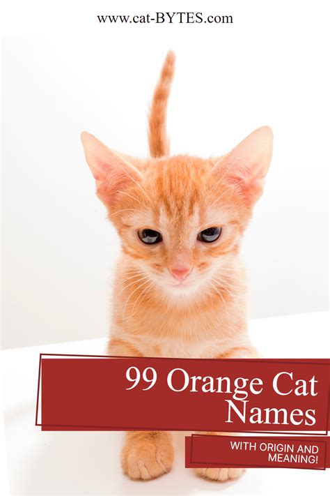You Searched For Female Orange Cat Names Artofit