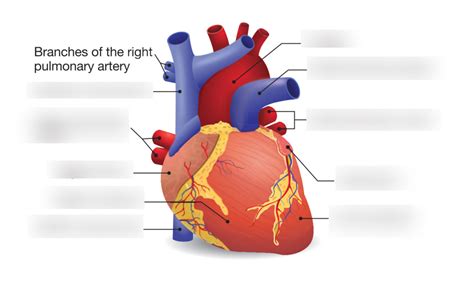 Heart Diagram Pax Prep Diagram Quizlet