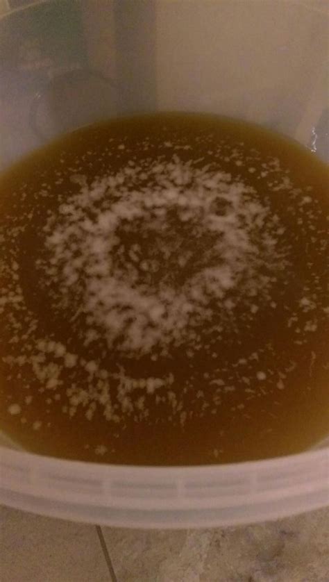 Brettanomyces Lambicus Starter Homebrew Talk Beer Wine Mead