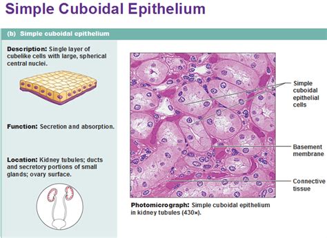 Epithelial Tissues Location And Function