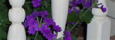 Glandularia Garden Verbena Trailing Verbena Glandularia X Hybrida