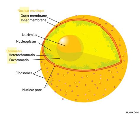 核小体とは何ですか地学