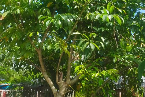 Native Species Of Trees In The Philippines Philippine Trees