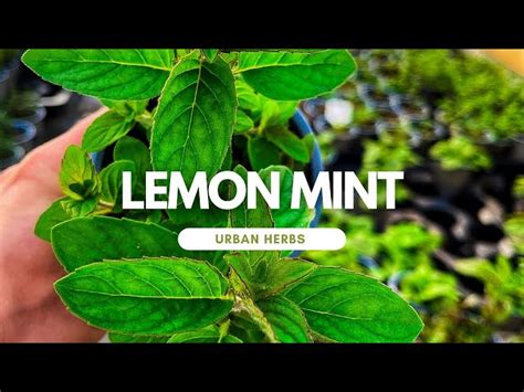 Lemon Mint Plant Organic Seed Herb Lemon Balm Prairie Road Organic
