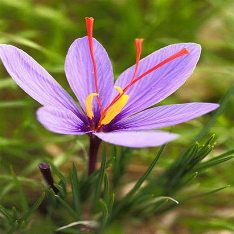 Saffron Plant Seeds Saffron Plant How To Grow And Care For Kesar