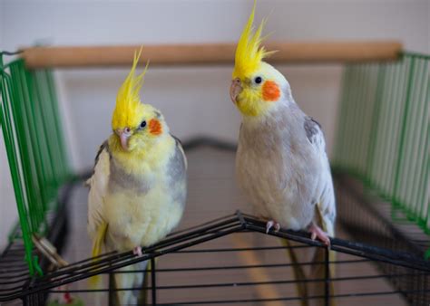 Cockatiel Nesting Behavior