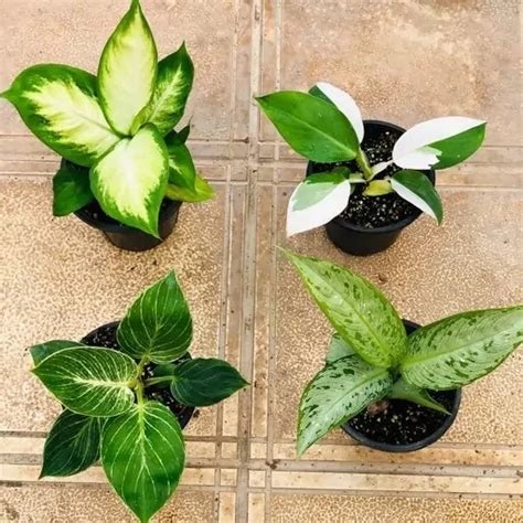 خرید و قیمت پک 4تایی دیفن کاملیا،دیفن تاکی،فیلندرون ابلق و فیلندرون