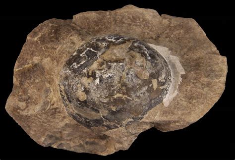 Buried For 68 Million Years A Giant Egg Nicknamed ‘the Thing Found In