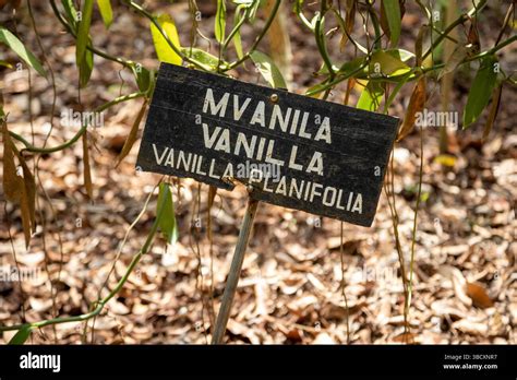 A Wooden Sign Indicating A Growing Vanilla Vine The Sign Is In 3 Languages Swahili English