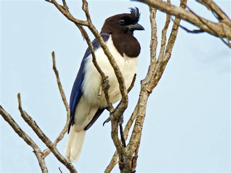 Curl Crested Jay Ebird