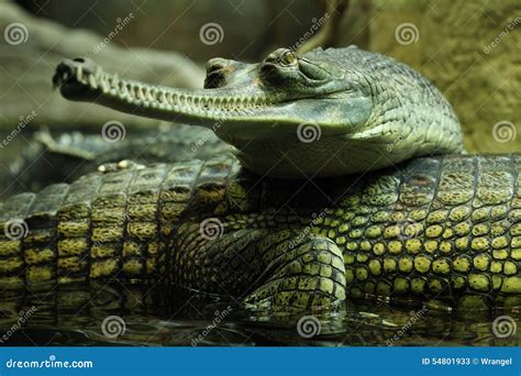 Gavialis Gangeticus Gharial Gavial Jaws Detail Head Royalty Free