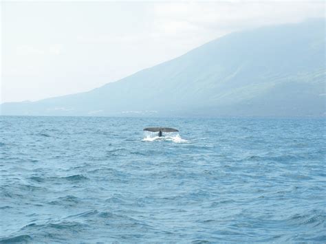 An Incredible First Time Whale Watch In The Azores Whale And Dolphin
