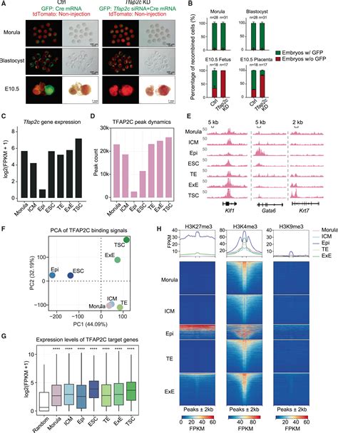 Chromatin Landscape Instructs Precise Transcription Factor Regulome During Embryonic Lineage
