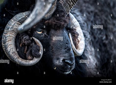 4 Horned Goat Satan