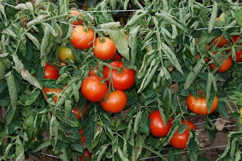 Czechs Bush Tomato Harvesting History