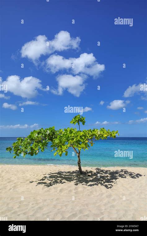Small Shady Tree At Magazine Beach On Grenada Island Grenada Stock