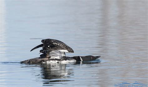 Common Loon Stretching Its Wings And Neck Mia Mcphersons On The Wing