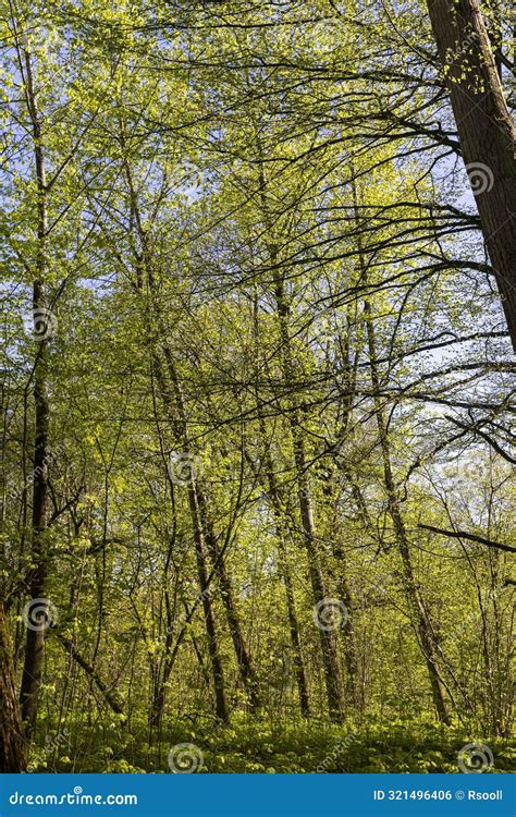 A Park With Different Types Of Trees In The Spring During Flowering
