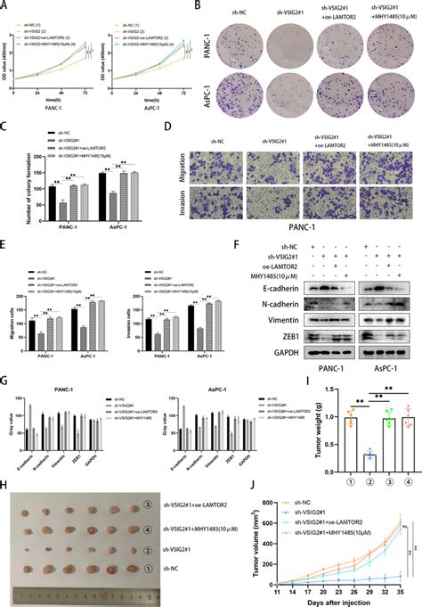 Vsig2 Advanced Pdac Progression Through Lamtor2 Mediated Mtor