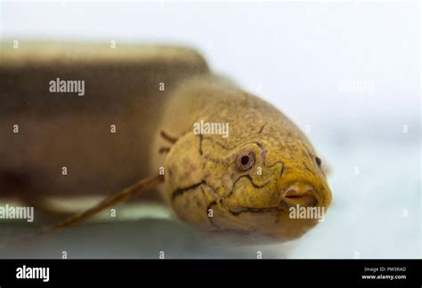 Southern Lungfish Protopterus Annectens Brieni Gorongosa National