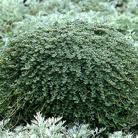 Thymus Serpyllum Elfin Creeping Thyme Siteone