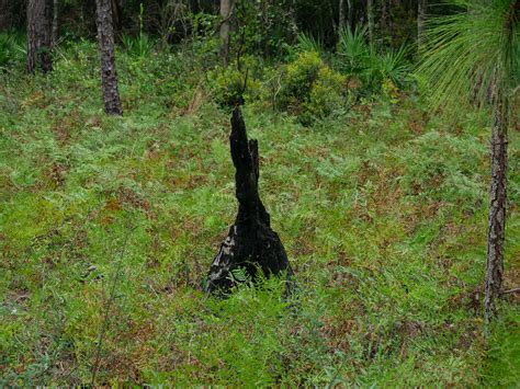 P1030744 Jacob Bumgardner Flickr