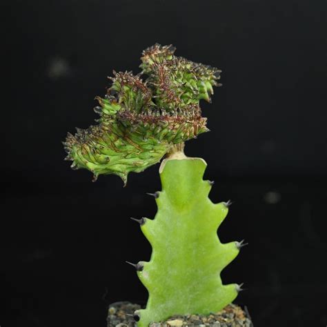 Euphorbia Enopla Crest Indias 1 Online Garden Store Buy Cactus