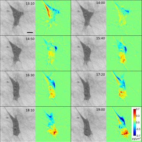 Analysis Of Cell Mass During Mesenchymal Cell Migration Image Sequence Download Scientific