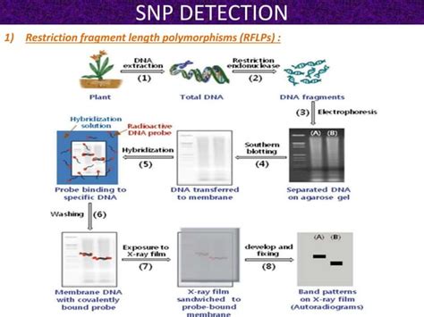 Ppt Snp Detection Pptx