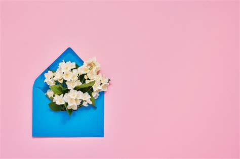 분홍색 파스텔 배경에 파란색 봉투에 필라델푸스 또는 모의 오렌지 꽃 생일 어머니의 날 독신 개념의 플랫 레이 복사 공간 상단 보기 0명에 대한 스톡 사진 및 기타 이미지