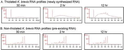 Representative Bioanalyzer Profiles Of Pre Existing And Newly Download Scientific Diagram