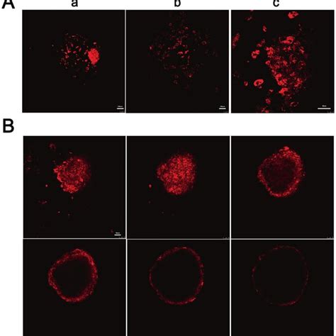 Assessment Of The Formation Of Spheroids Composed Of Adscs And Cell