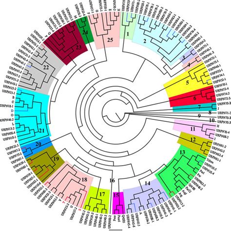 Grouping Of Genotypes Obtained By The Neighbor Joining Algorithm Based