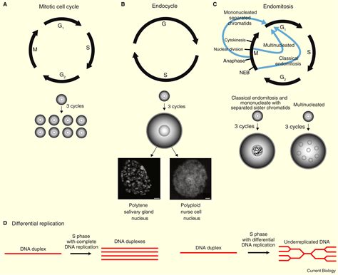 Polyploidy Current Biology