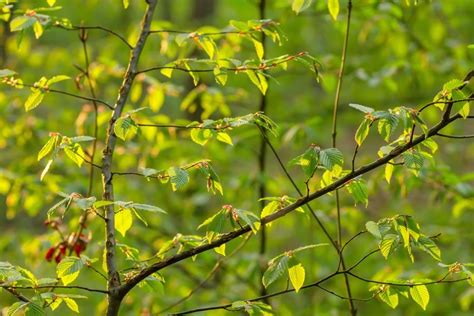 Best Trees For Wildlife In The Uk Wild Garden Expert