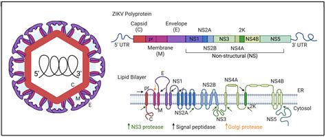 Zika Virus Neuropathogenesis—research And Understanding