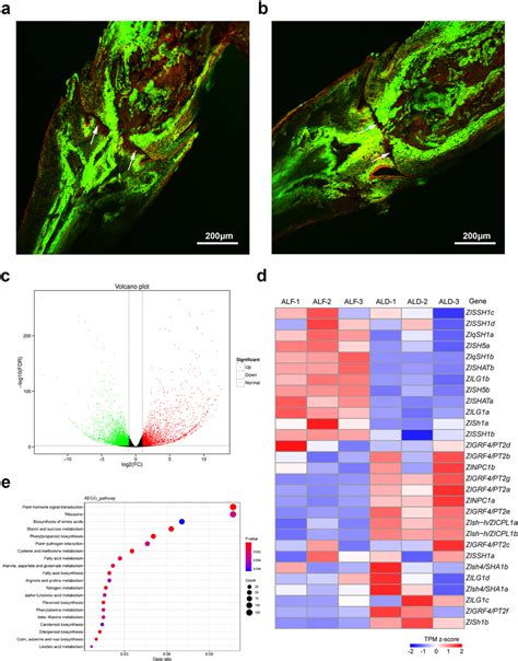Histologic And Transcriptome Analyses Of Abscission Layer Formation Download Scientific Diagram