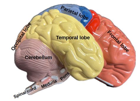 Brain Model 1 Diagram Quizlet