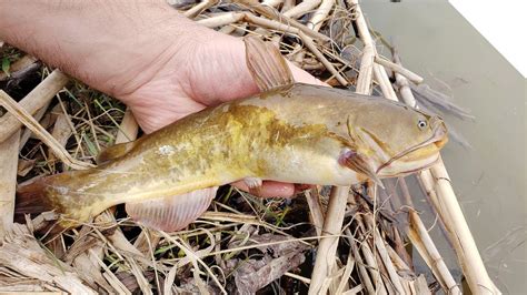 Using Worms To Catch Bullhead Catfish From Shore See The Bites