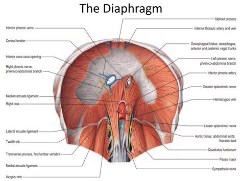 Anatomy Of The Diaphragm Pptx