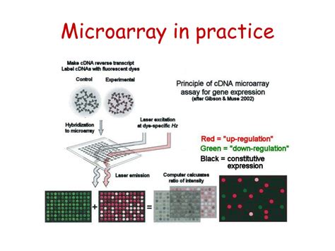 Ppt Molecular Biology Powerpoint Presentation Free Download Id9504678