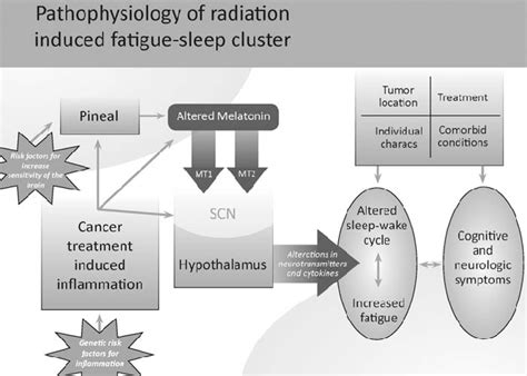 Proposed Model Of The Pathophysiology Of Radiation Induced
