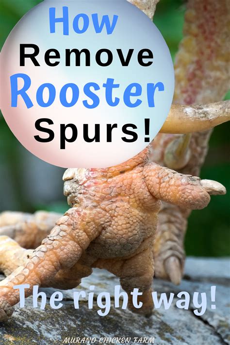 How To Remove Rooster Spurs The Easy Way Artofit