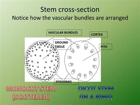 Vascular Bundle Function