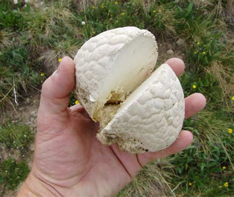 A Puffball At 12000 Feet Wild Food Girl