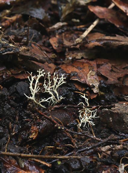 Polycephalomyces Formosus シロサンゴタケ
