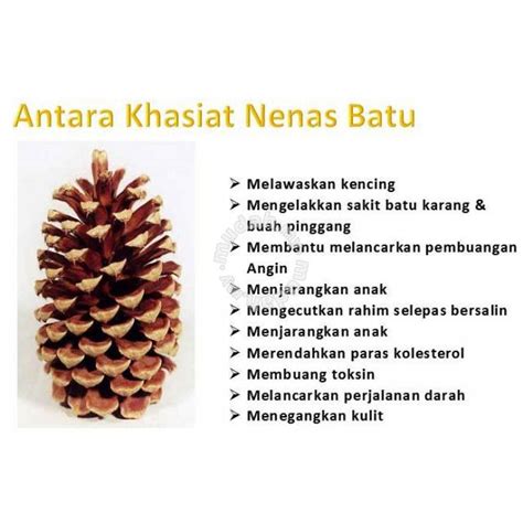 Kelebihan Nenas Batu Mesir Sloppyploaty