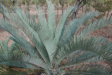 Cycas Cupida Bananalicious Pl