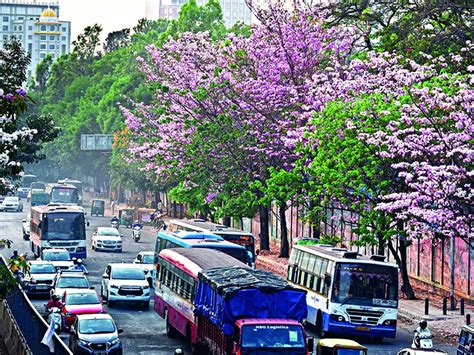 Tree Census An App To Check Trees Health