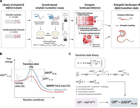 Massively Parallel Genetic Perturbation Suggests The Energetic